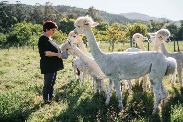 Alpacana | Lana de alpacas criadas en España
